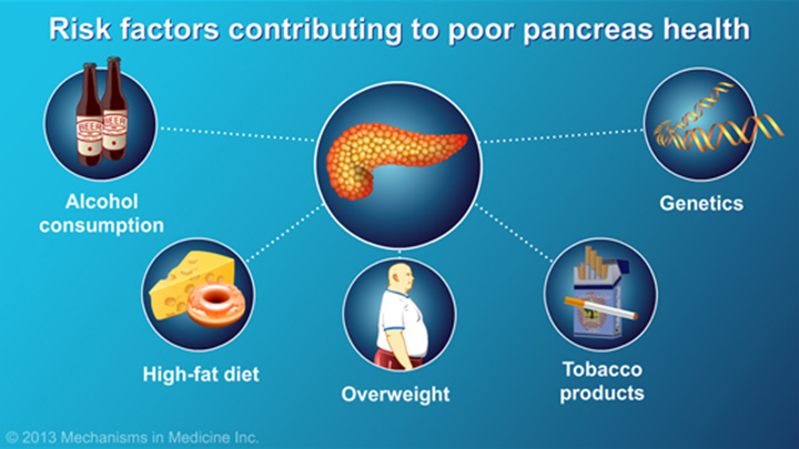 The Role and Anatomy of the Pancreas